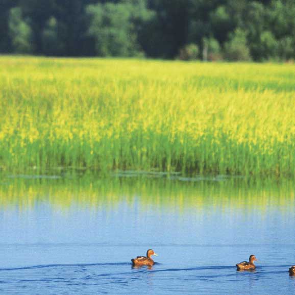 CONSERVATION® Papers - Neenah Paper